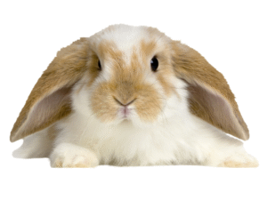 Rabbit Hearing - How Do Rabbits Hear? · Hobby Farm Heaven