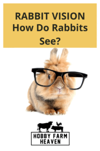 Rabbit Vision, How Do Rabbits See? · Hobby Farm Heaven