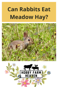 Meadow Hay For Rabbits? · Hobby Farm Heaven