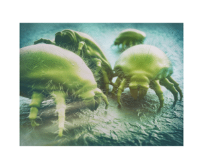 Rabbit With Mites · Hobby Farm Heaven