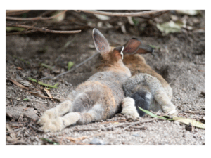 Rabbit Health: Do Rabbits Have Worms · Hobby Farm Heaven