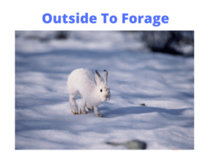 Why Do Rabbits Change Color In The Winter · Hobby Farm Heaven