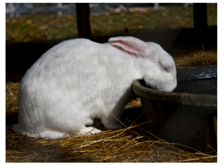 Bunny Water 2 · Hobby Farm Heaven