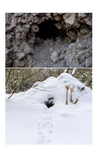 Where Do Rabbits Live? · Hobby Farm Heaven