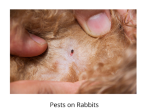 Rabbit Pulling Fur Out! · Hobby Farm Heaven