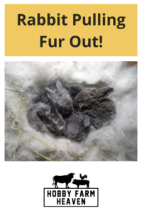 Rabbit Pulling Fur Out! · Hobby Farm Heaven