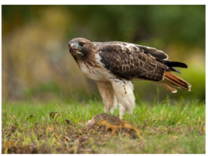 Red Tailed Hawk · Hobby Farm Heaven