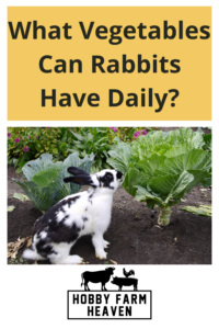 What Vegetables Can Rabbits Have Daily · Hobby Farm Heaven