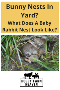 Bunny Nests In Yard: What Does A Baby Rabbit Nest Look Like · Hobby ...