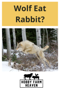 Wolf Eat Rabbit: Predator or Not? · Hobby Farm Heaven