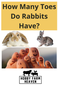 How Many Toes Do Rabbits Have · Hobby Farm Heaven