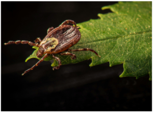 Ticks On A Rabbit · Hobby Farm Heaven
