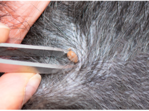 Ticks On A Rabbit · Hobby Farm Heaven