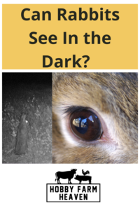 Can Rabbits See In The Dark · Hobby Farm Heaven