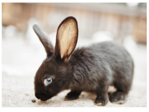 Can Pet Rabbits See In The Dark · Hobby Farm Heaven