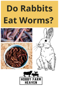 Do Rabbits Eat Worms and Mealworms · Hobby Farm Heaven