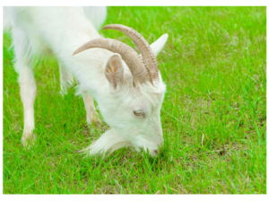 Can Goats Have Grapes? Risks and Benefits · Hobby Farm Heaven