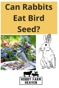 Do Rabbits Eat Bird Feed or Bird Seed? · Hobby Farm Heaven
