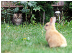 Do Cats and Rabbits like each other · Hobby Farm Heaven