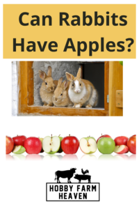 Can Rabbits Eat Apples? Benefits And Risks · Hobby Farm Heaven