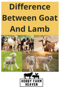 Answers: What Is The Difference Between A Goat And A Lamb · Hobby Farm ...