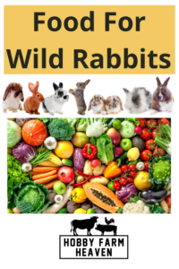 Safe Food For Wild Rabbits: Best Guidelines · Hobby Farm Heaven