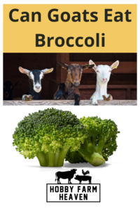 Can Goats Eat Broccoli Safely? Benefits and Risks · Hobby Farm Heaven