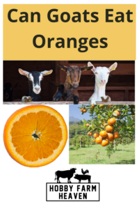 Can Goats Eat Oranges? · Hobby Farm Heaven