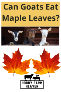 Can Goats Eat Maple Leaves? · Hobby Farm Heaven