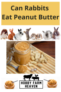 The Nutty Truth: Can Rabbits Eat Peanut Butter? · Hobby Farm Heaven