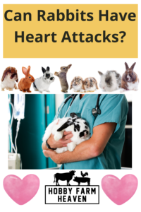 Rabbit Heart Attack: Can Rabbits Be Scared To Death? · Hobby Farm Heaven