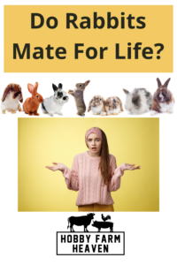 Rabbit Mating Behavior: Do Rabbits Mate For Life? · Hobby Farm Heaven