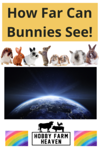 Rabbit Vision: How Far Can Bunnies See · Hobby Farm Heaven
