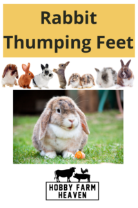 Why Is My Rabbit Thumping Its Feet? · Hobby Farm Heaven